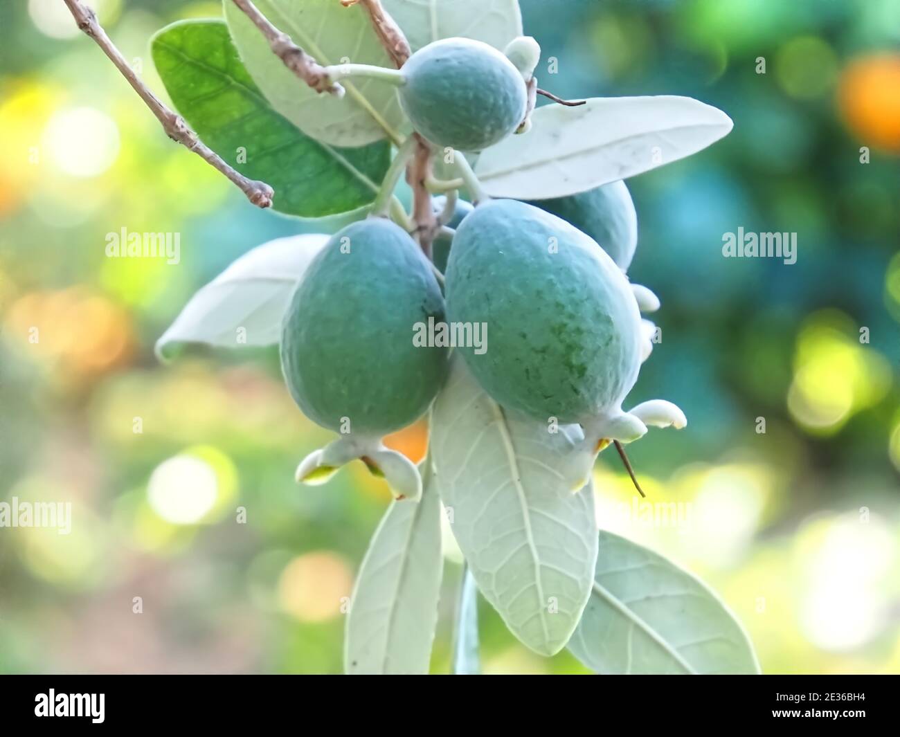 Pineapple guava tree hi-res stock photography and images - Alamy