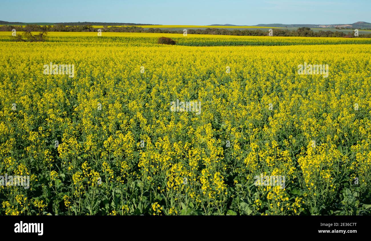 Spring in western australia hi-res stock photography and images - Alamy
