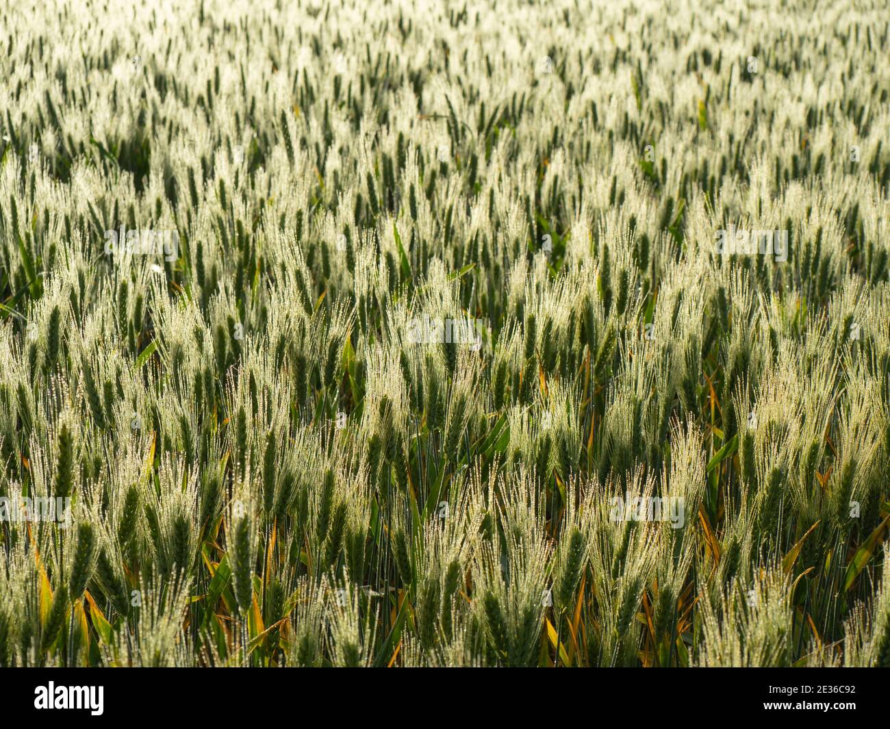Wheat field in early morning background in Western Australia Stock ...