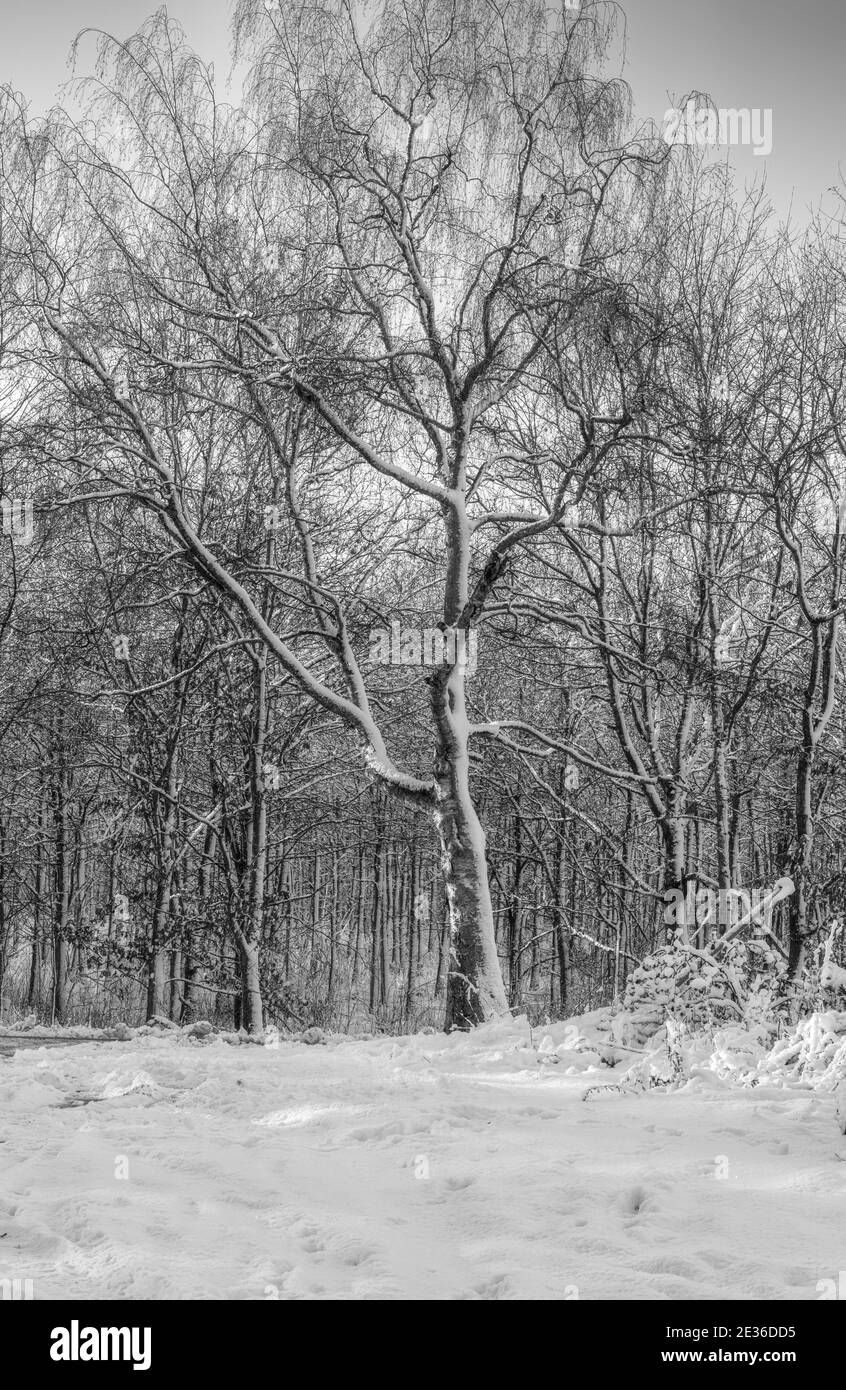 Scene from cold day Black and White Stock Photos & Images - Alamy