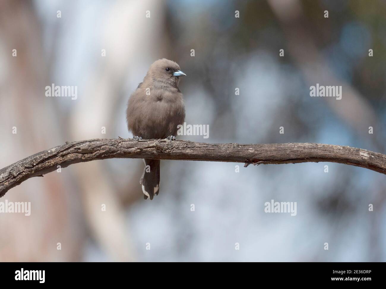 Dusky Woodswallow, Artamus cyanopterus, perched in a tree with copy ...