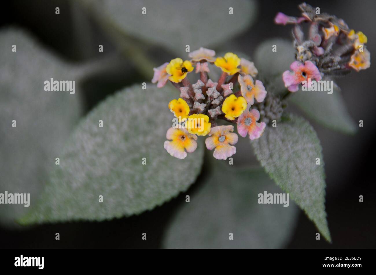 Semeru volcano 2021 hi-res stock photography and images - Alamy