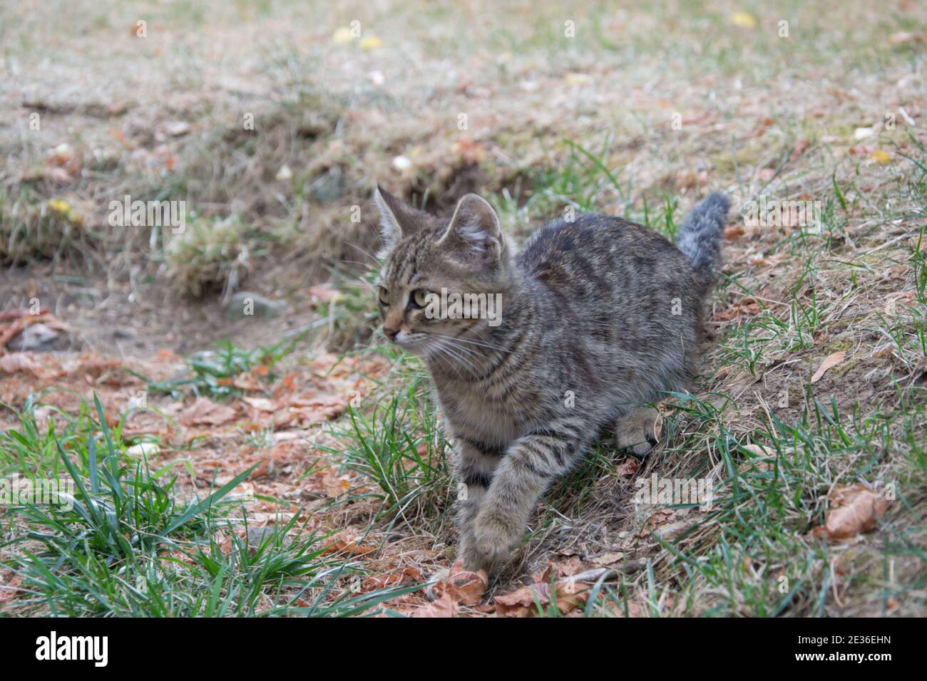 Cat chasing tail hi-res stock photography and images - Alamy