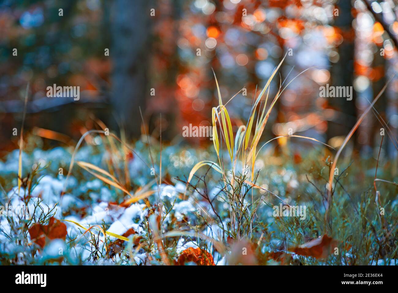 A small tree stands covered with snow among large trees in a clearing ...