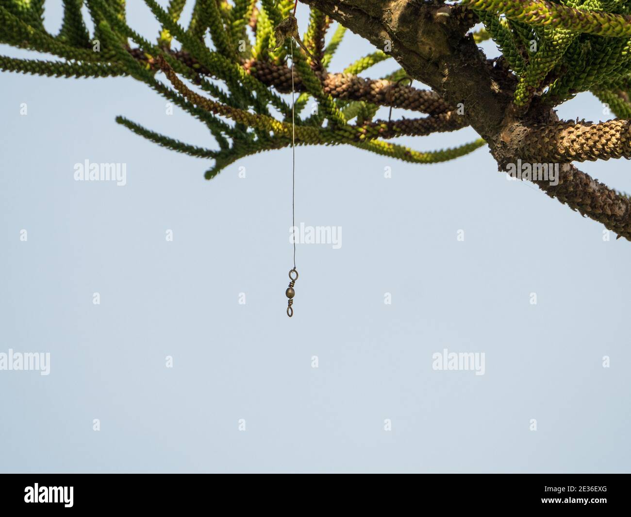 Fishing line and sinker left dangling, tangled from a tree Stock Photo ...