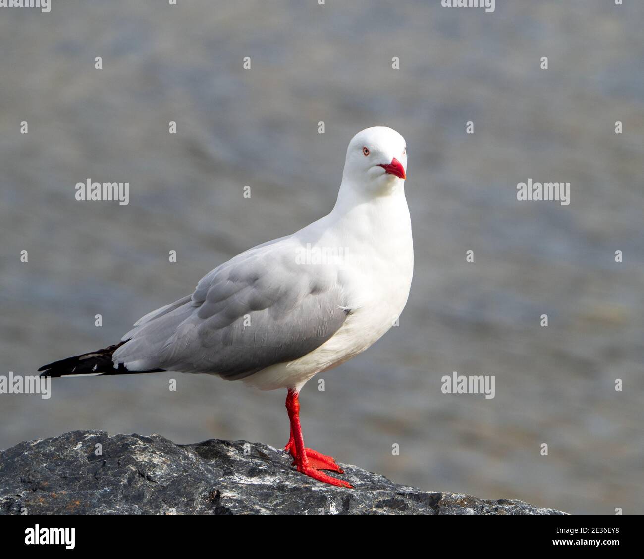 Portrait of a gull. A white and grey seagull on a grey rock with a grey ...