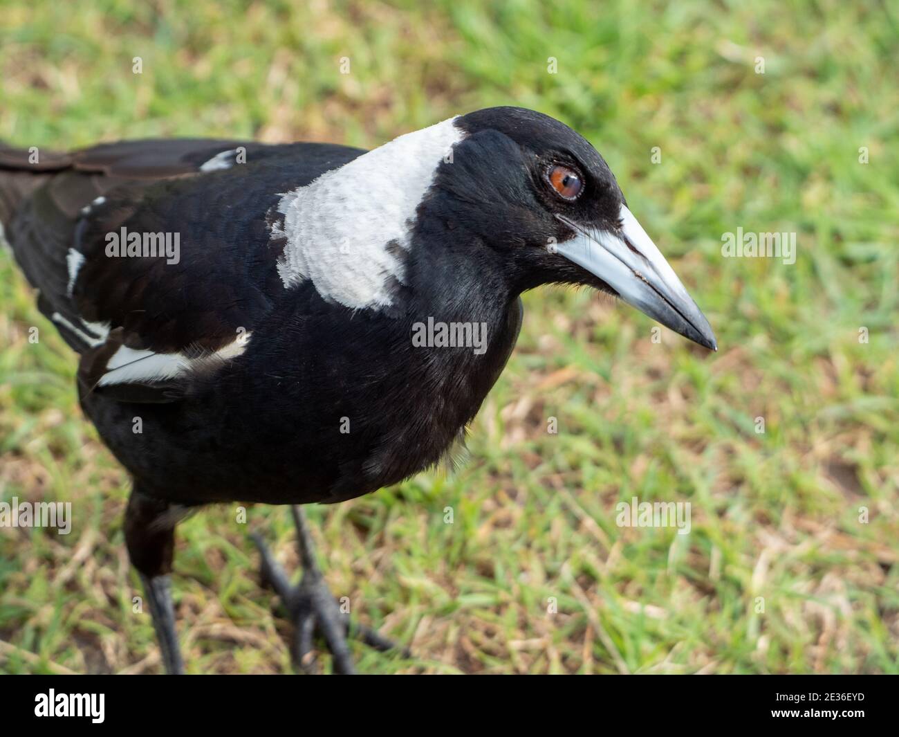 Portrait of a Magpie with it's head tilted to one side and a quizzical ...