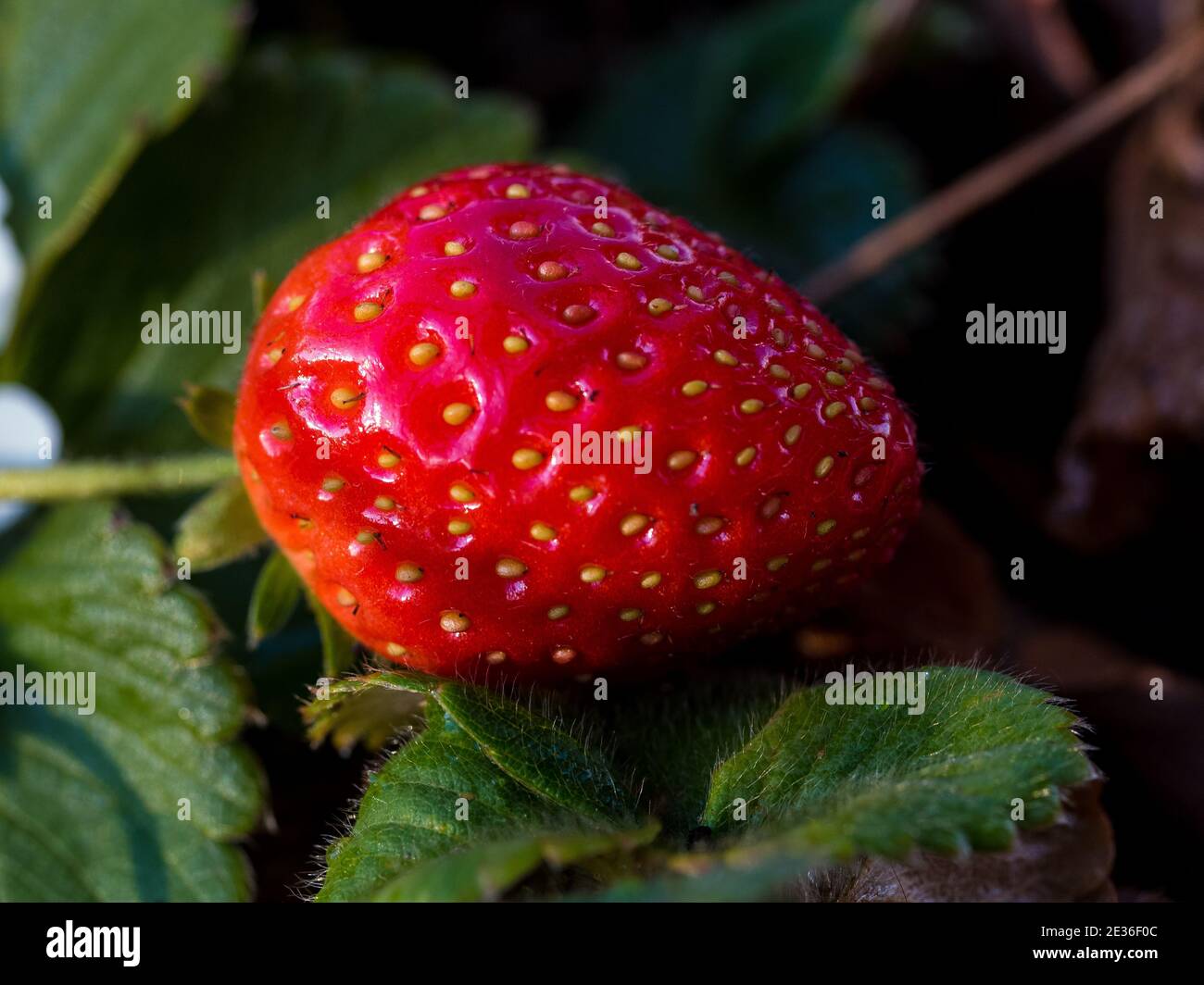 Scarlett fruit hi-res stock photography and images - Alamy