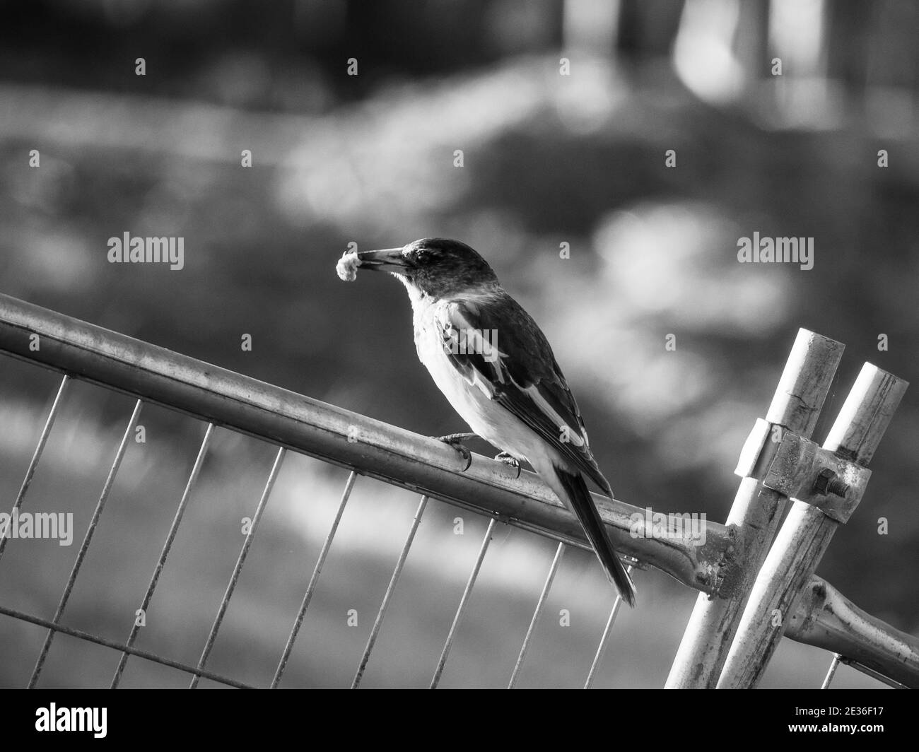 Australian Butcher Bird High Resolution Stock Photography and Images ...