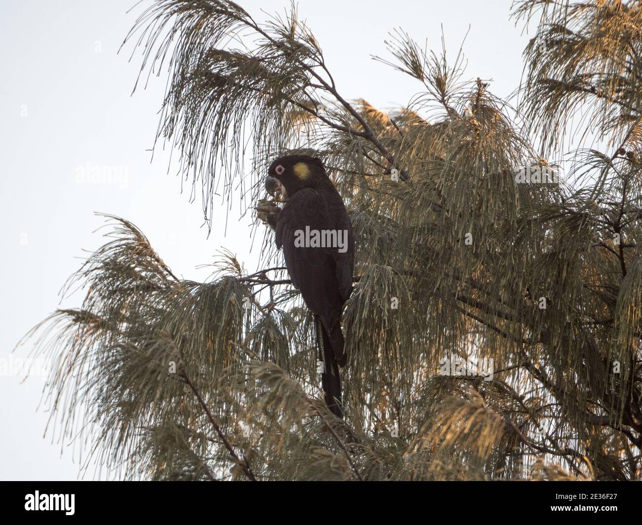 A Yellow-tailed black cockatoo in a Casuarina tree eating Sheoak nuts ...