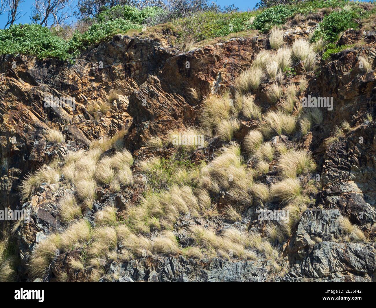 tufty weedy grasses doing it tough growing on the side of a rocky cliff ...