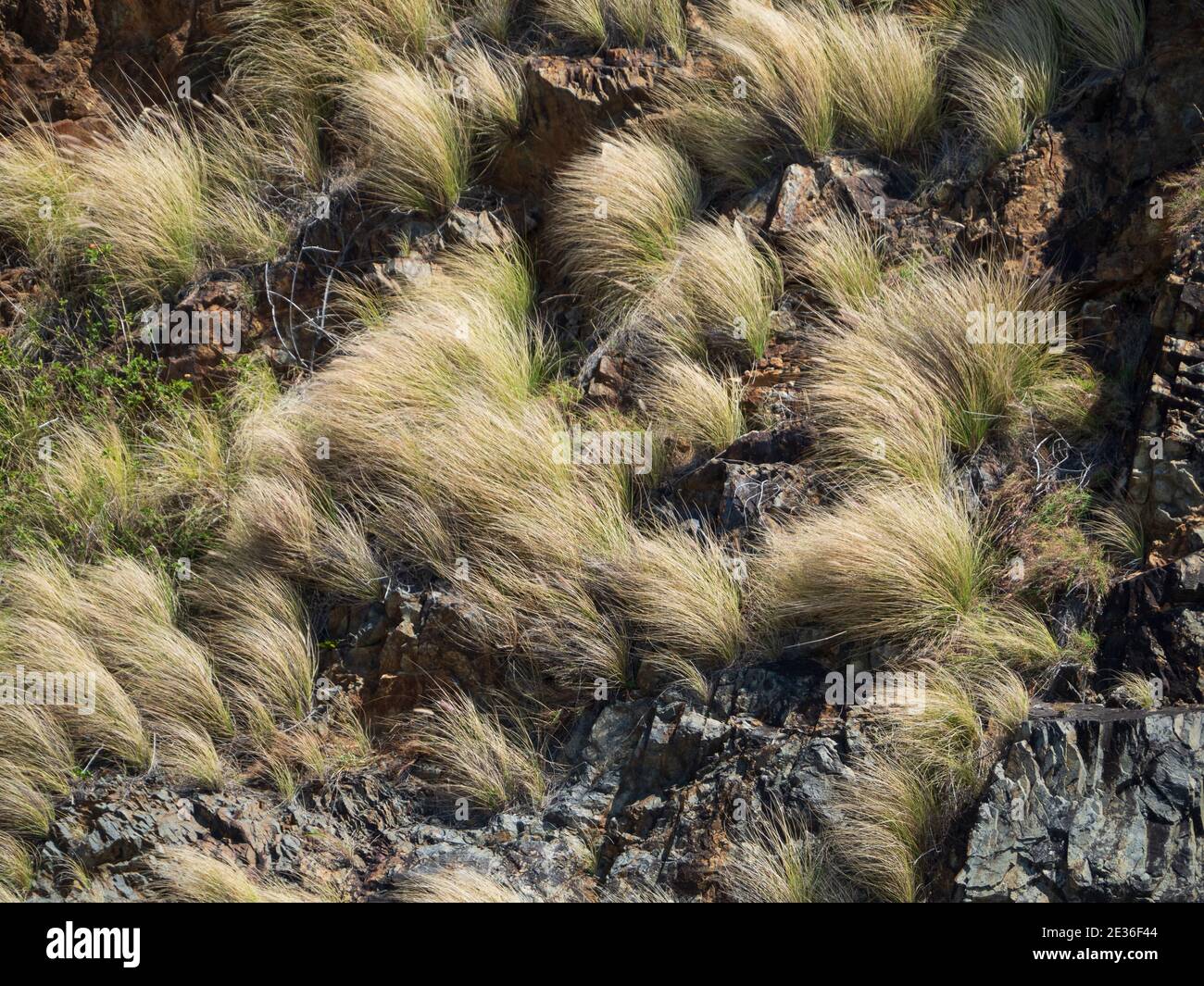 tufty weedy grasses doing it tough growing on the side of a rocky cliff ...
