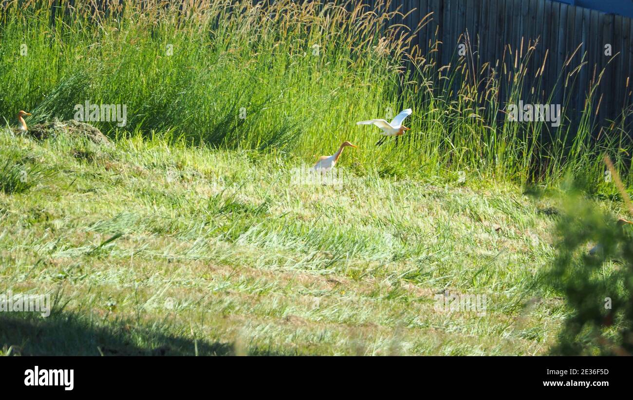 White Ibis Eating Insects High Resolution Stock Photography and Images ...