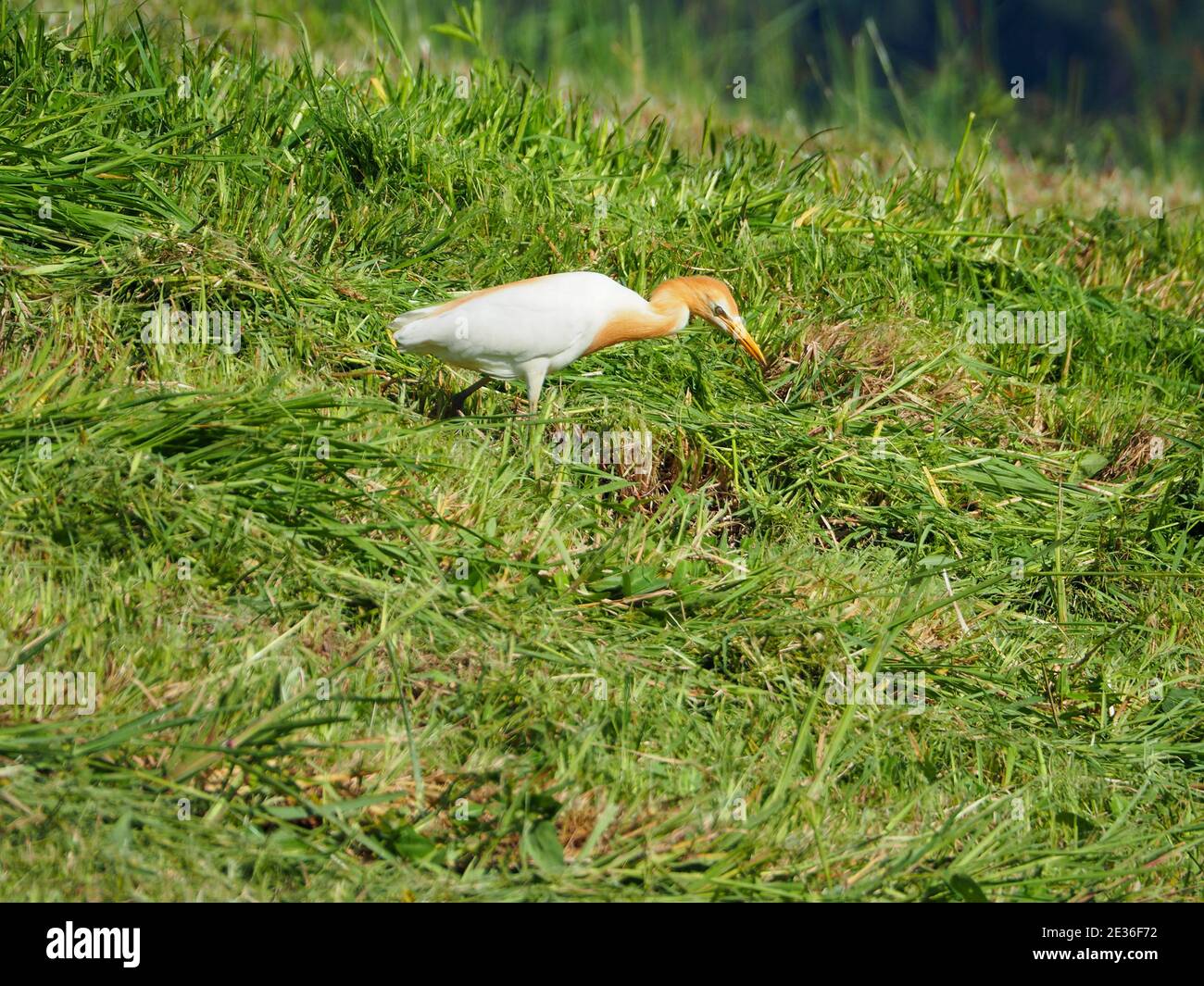 Australian cattle egret breeding plumage hi-res stock photography and ...