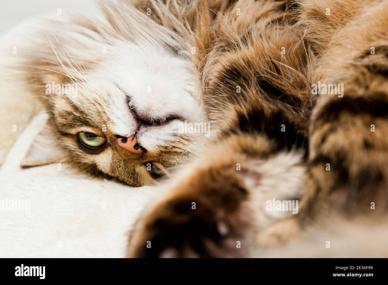 Crossbreed portrait hi-res stock photography and images - Alamy