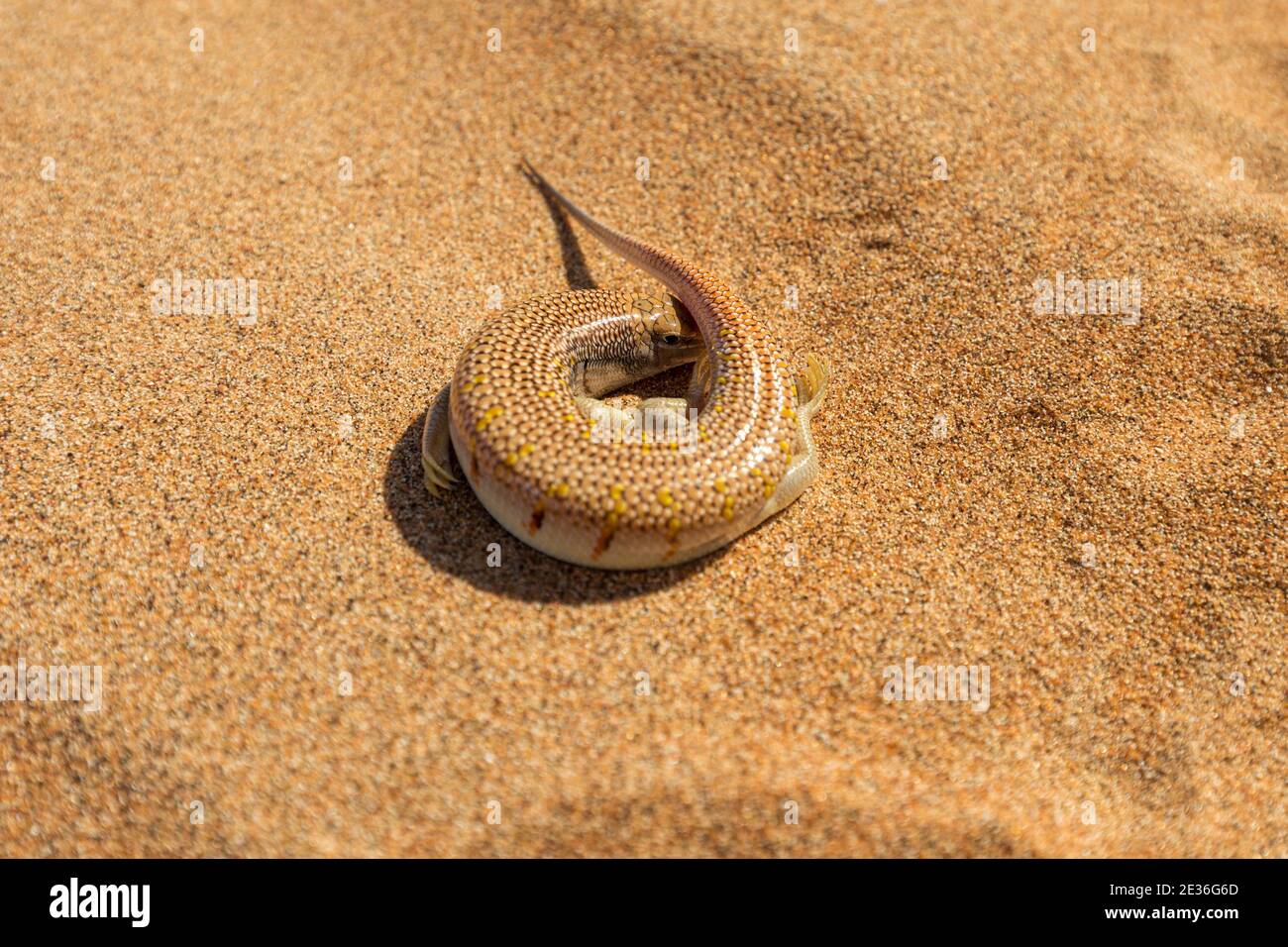 Lizard in the desert of Oman Stock Photo - Alamy