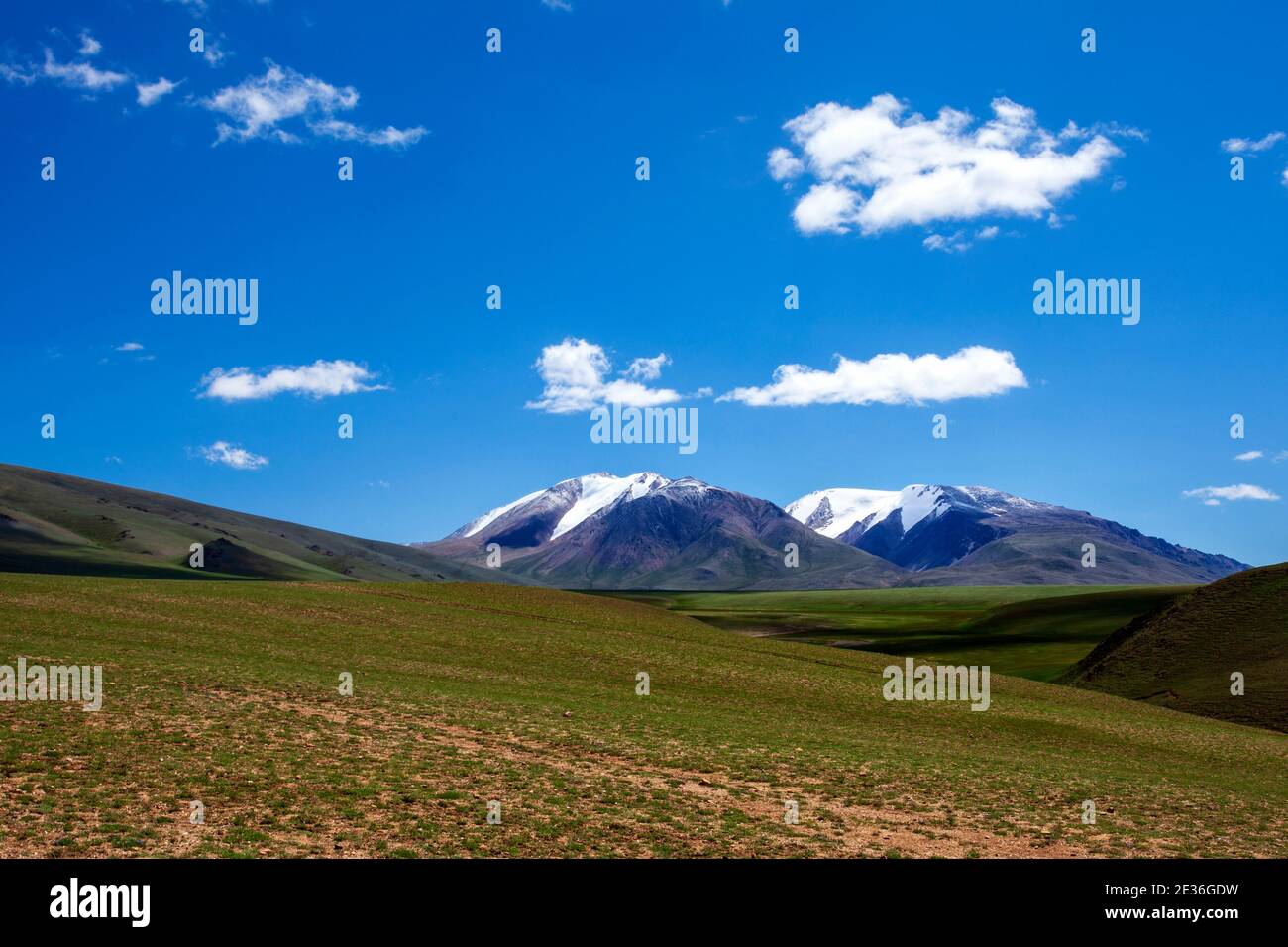 Wild life of Mongolian countryside Stock Photo - Alamy