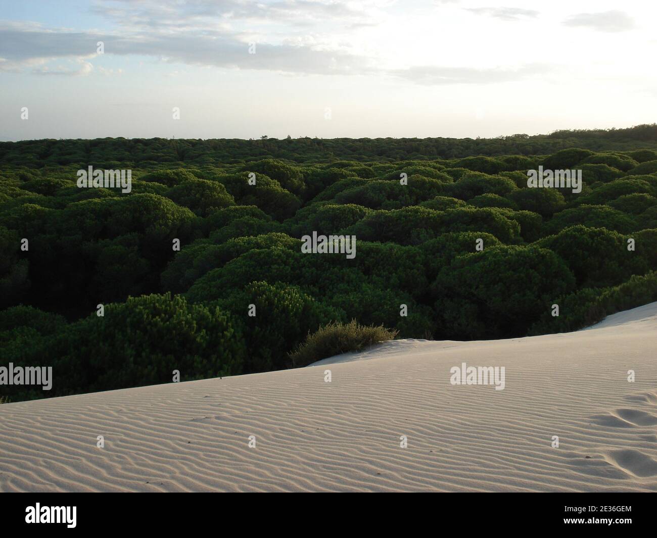 A beautiful landscape with dense green trees and sand dunes Stock Photo ...
