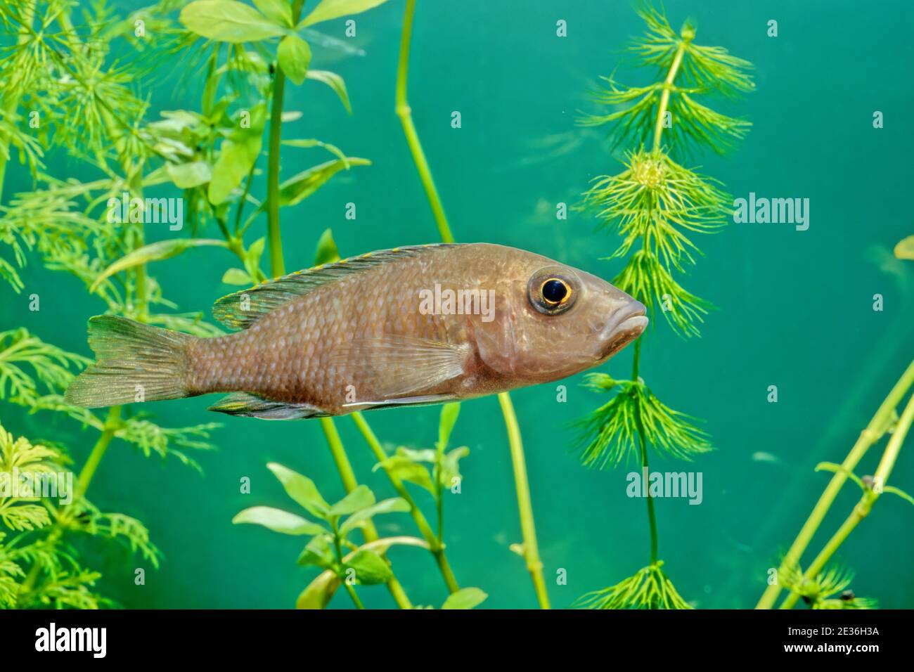 Deep Water Hap High Resolution Stock Photography and Images - Alamy