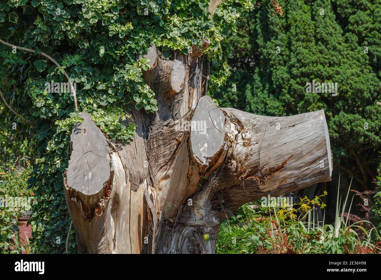 Cut off tree branches Stock Photo - Alamy