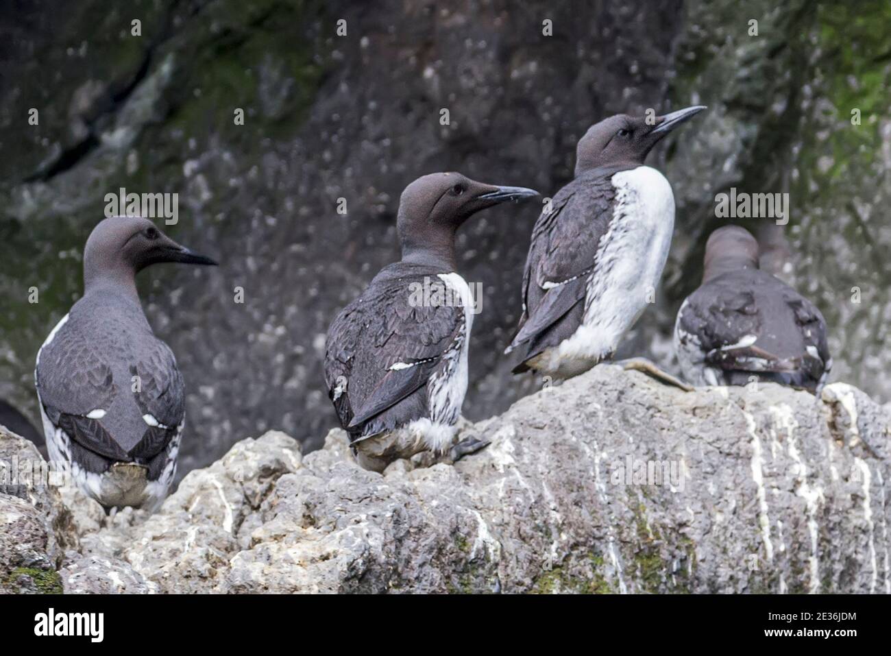 Nesting Common Guillemots, Uria aalge, aka Common Murre, adults, summer ...