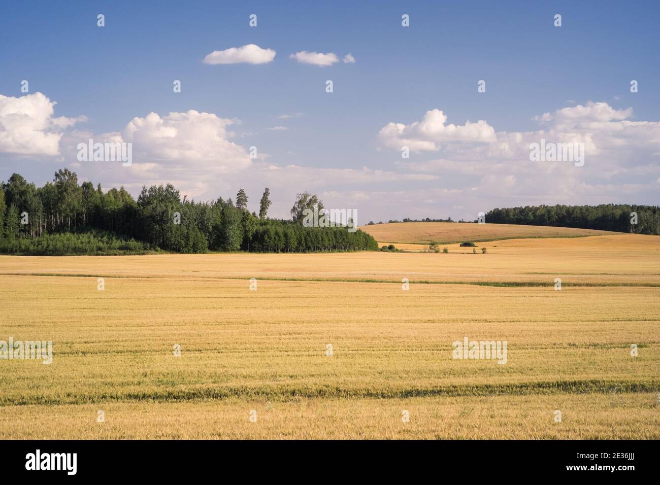 Mixed forests hi-res stock photography and images - Alamy
