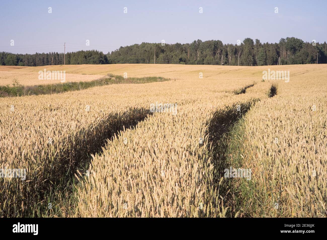 Grain field with forest hi-res stock photography and images - Alamy