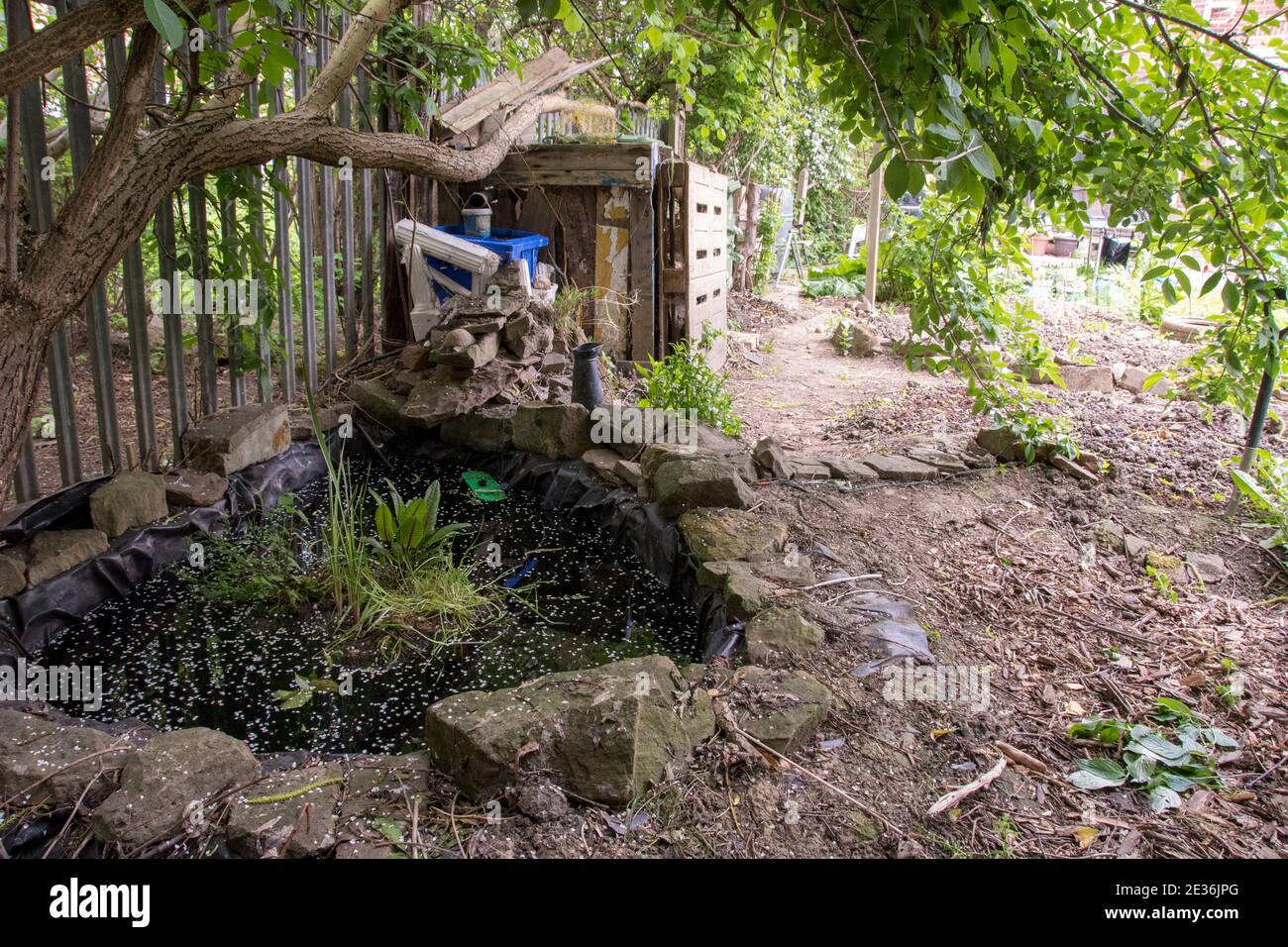 A newly created garden pond begins to show signs of life : permaculture ...