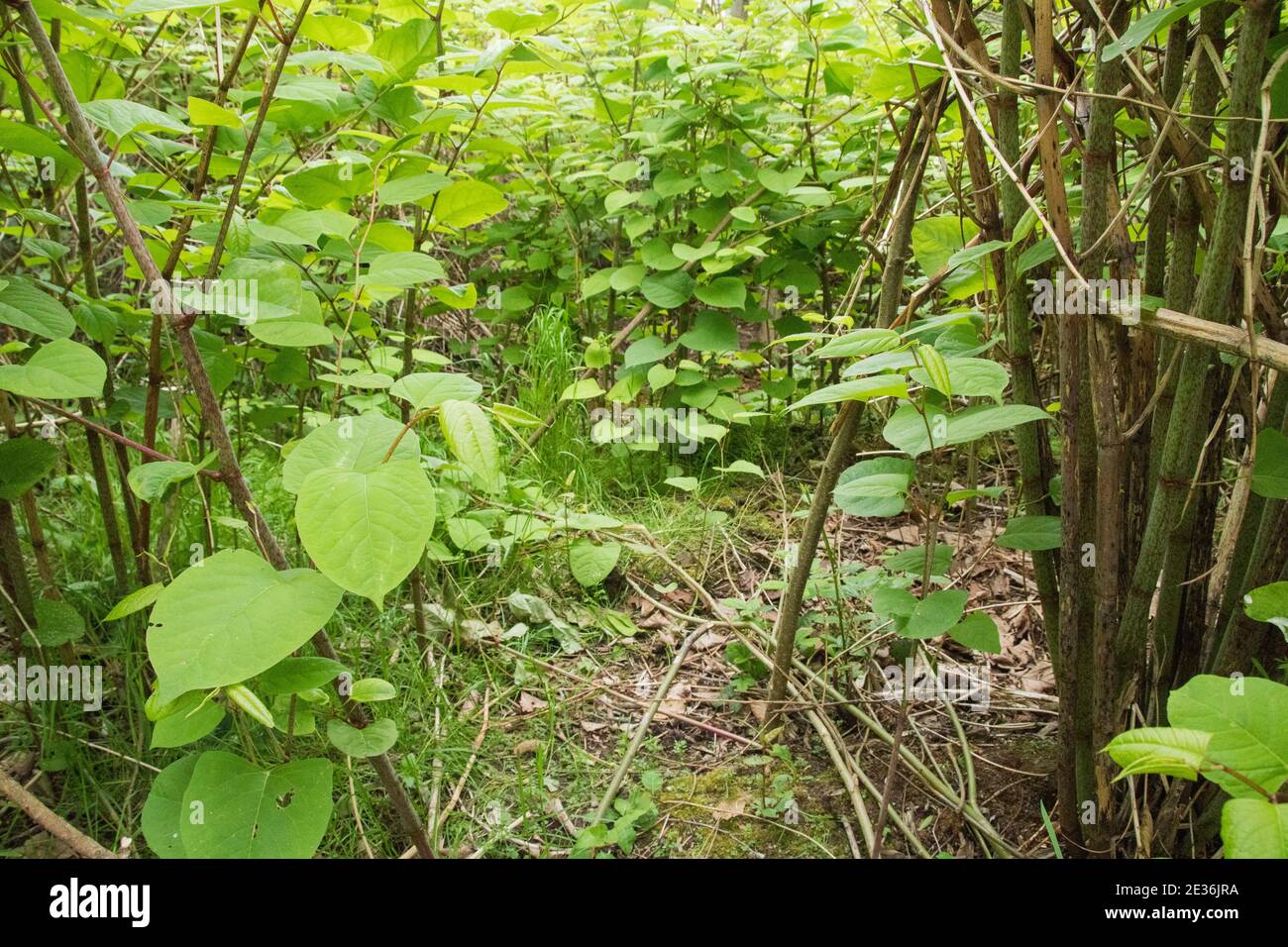An abundant clump of Japanese Knotweed : a high invasive plant that’s ...