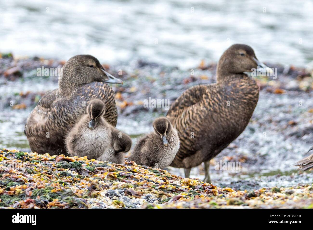 Females & preening chicks, Common eider sea-duck, Somateria mollissima ...