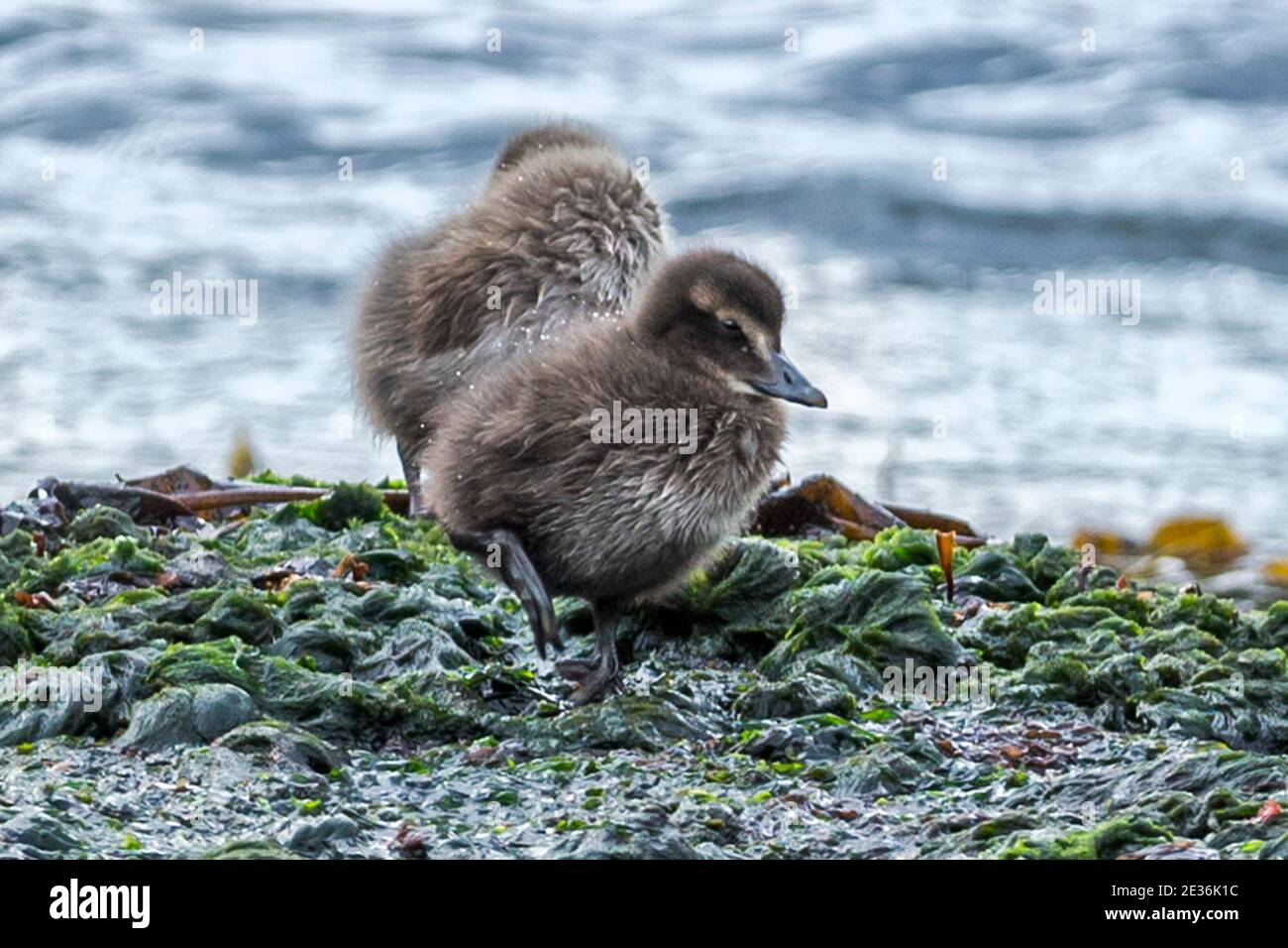 Juvenile Eider Duck High Resolution Stock Photography and Images - Alamy