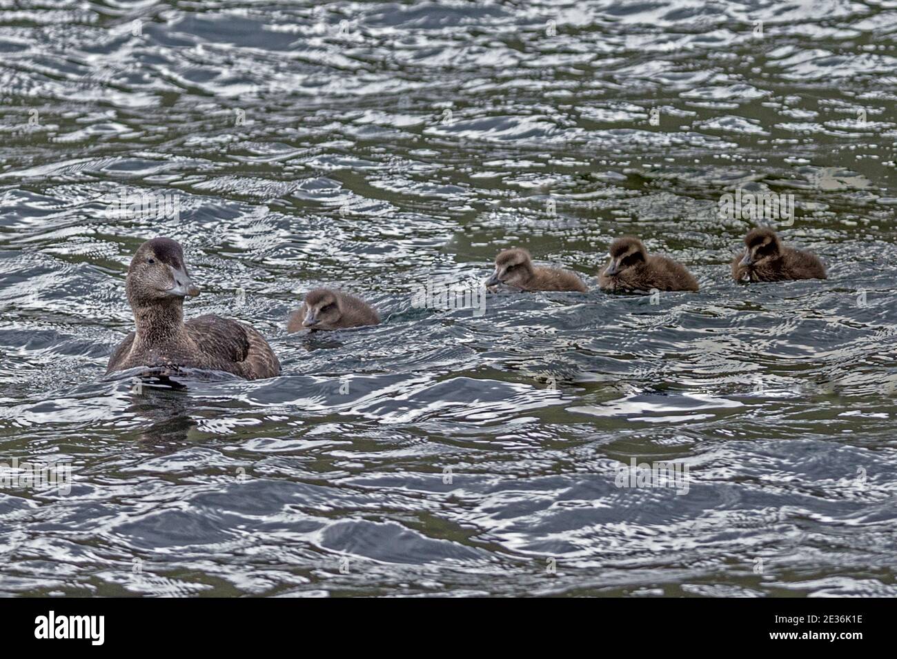 Female & chicks, Common eider sea-duck, Somateria mollissima, Gjogv ...