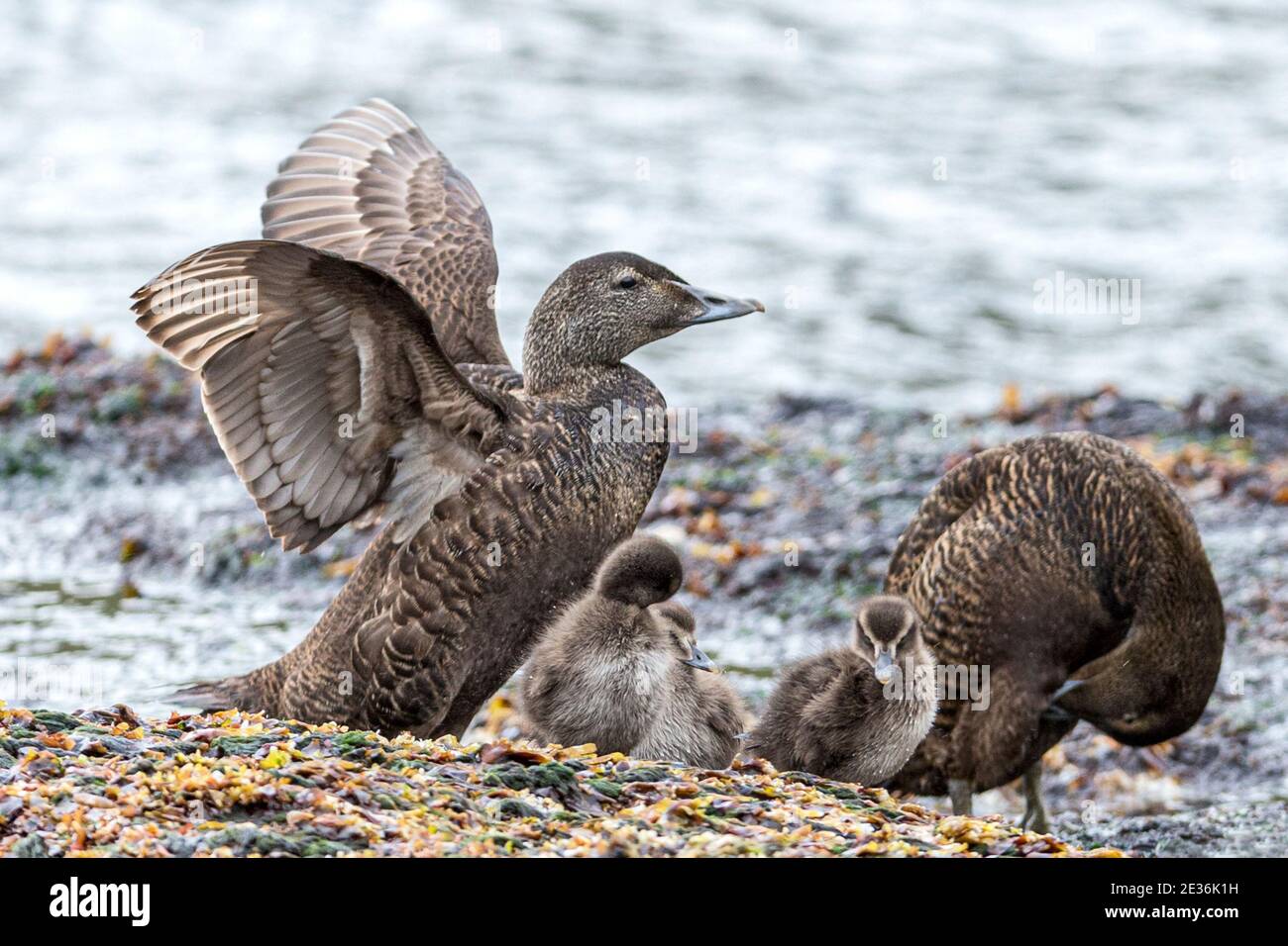 Females & chicks preening, Common eider sea-duck, Somateria mollissima, Gjogv village, Eysturoy ...
