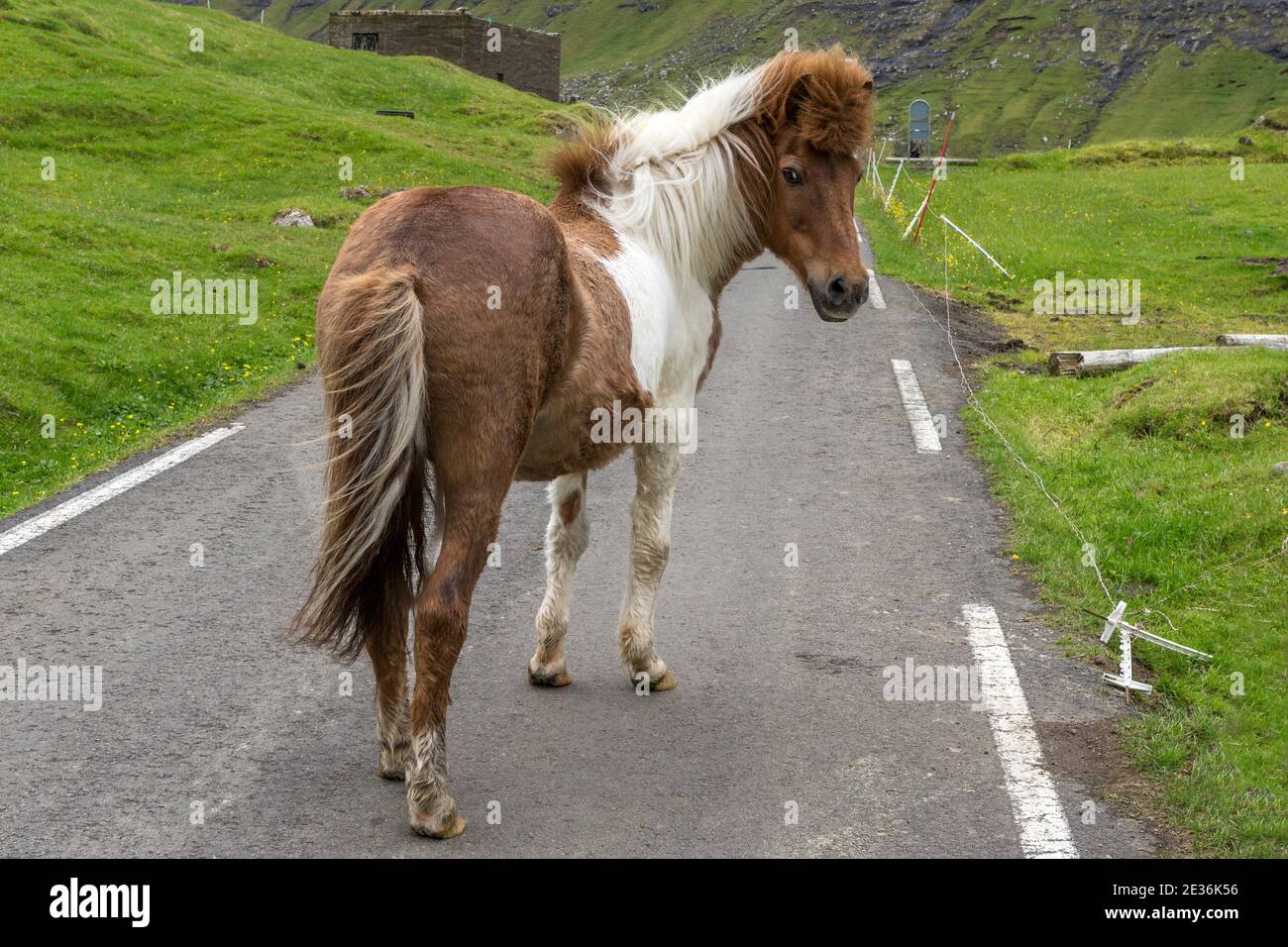 Faroese horse aka Faroe pony, Faeroes pony, Saksun village, Eysturoy ...