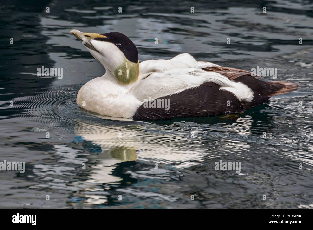 Male Common eider sea-duck, Somateria mollissima, Torshavn, Streymoy Island, Faroe Islands Stock ...