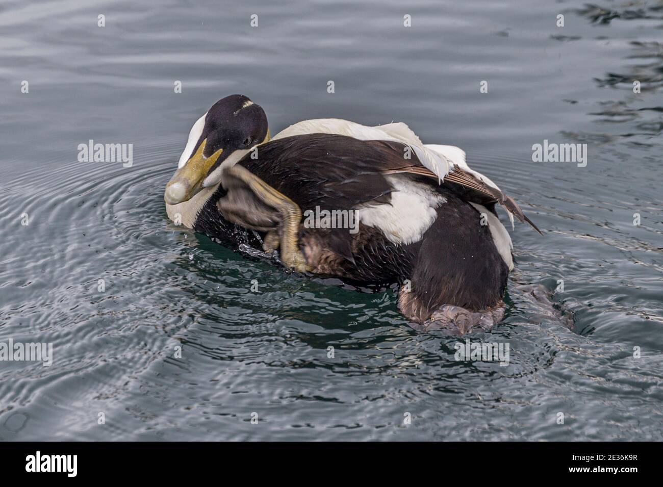 Scratching: Male Common eider sea-duck, Somateria mollissima, Torshavn, Streymoy Island, Faroe ...