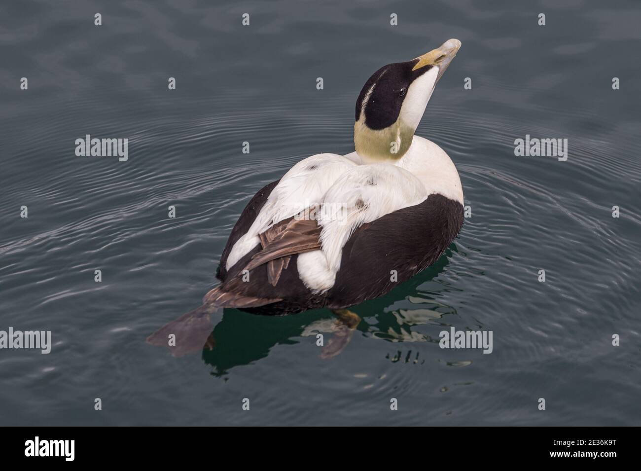 Common eider sea duck hi-res stock photography and images - Alamy