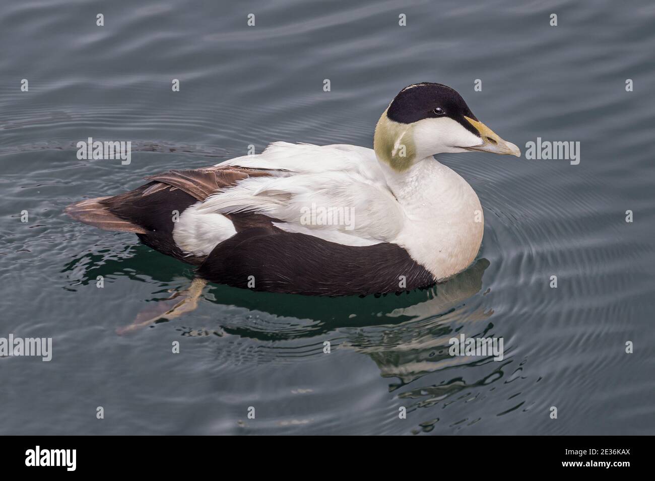 Gazing duck hi-res stock photography and images - Alamy