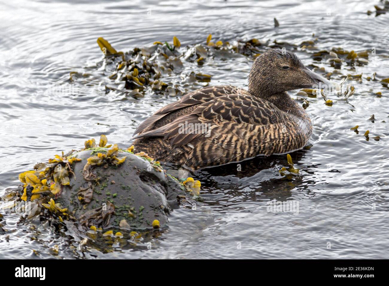 Female Common eider sea-duck, Somateria mollissima, Kirkjubour village ...