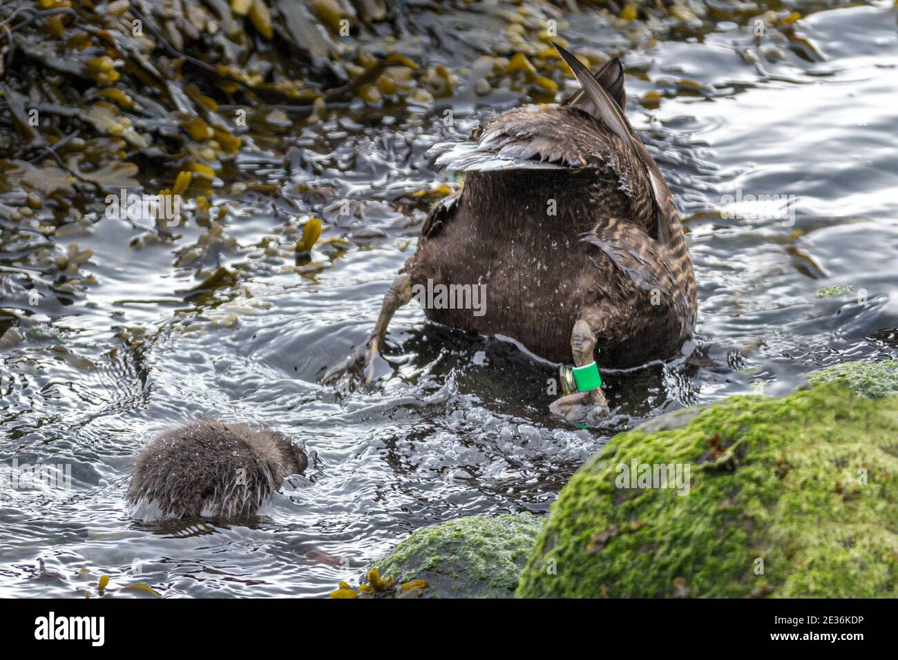 Female & Chick feeding: Common eider sea-duck, Somateria mollissima ...
