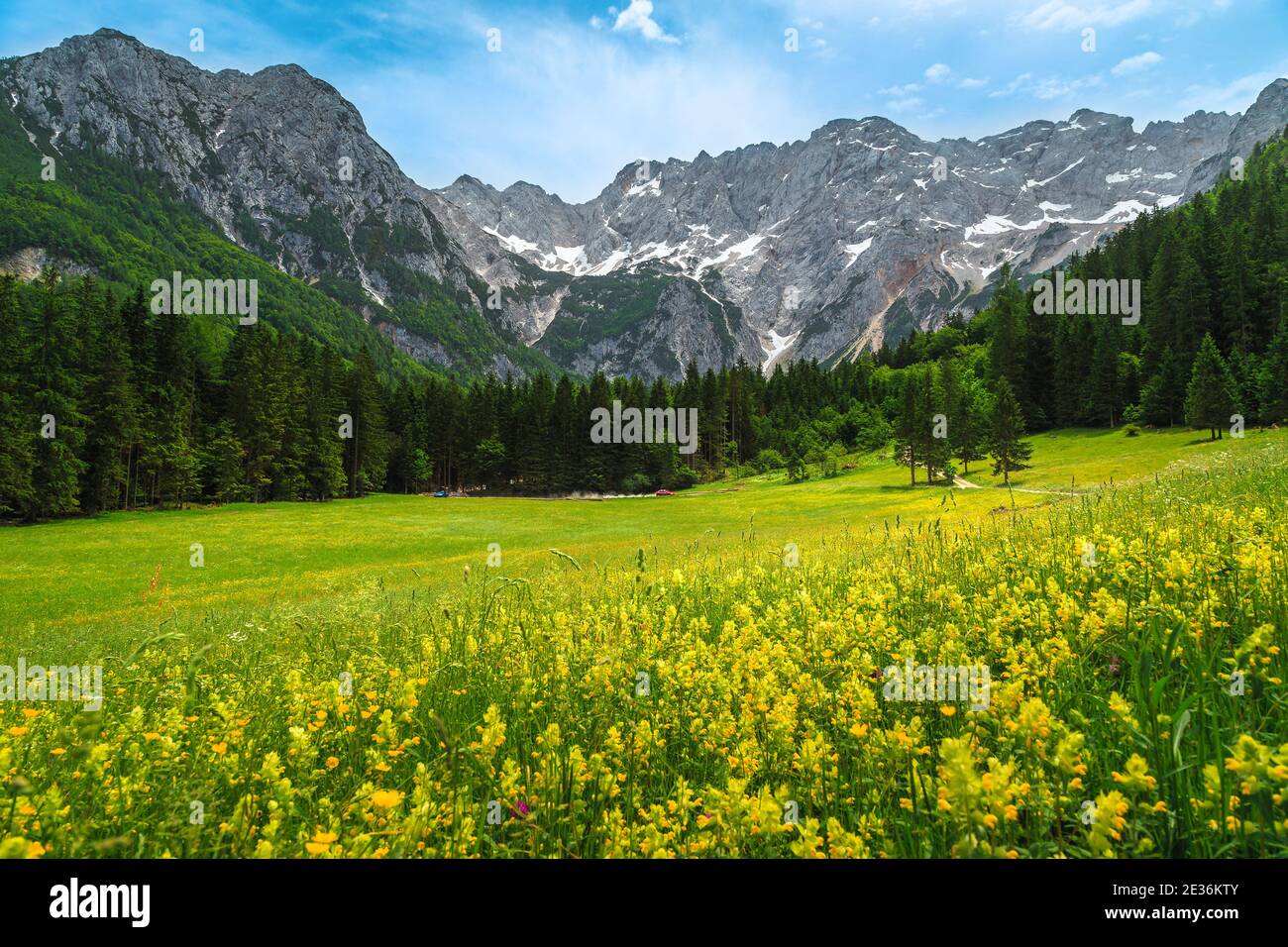 Stunning colorful spring flowery glade with pine forest and high snowy ...
