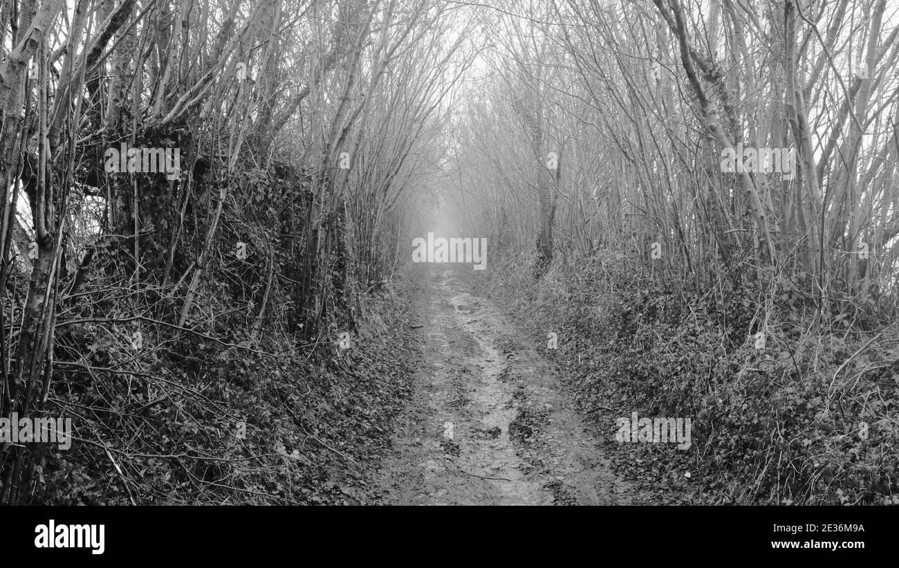 Atmospheric pathway into the mist hi-res stock photography and images ...