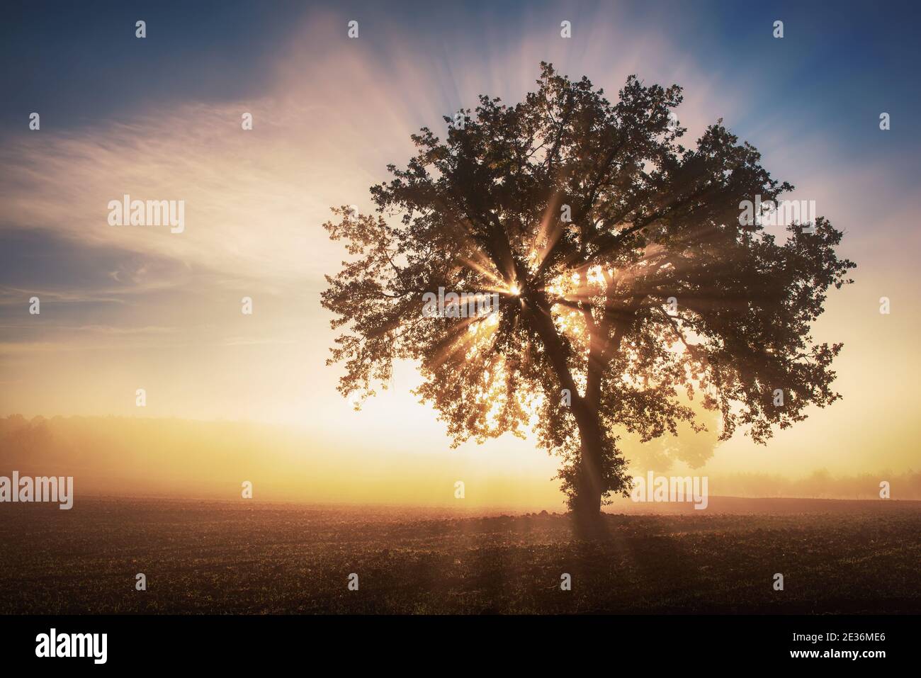 Single olive tree in the beautiful sunny fog at sunrise, natural ...