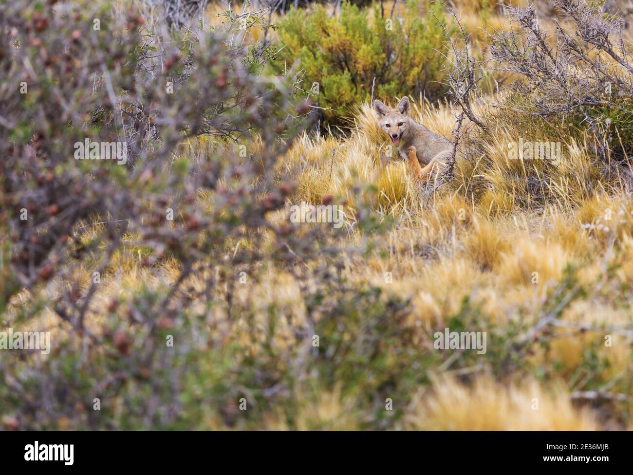 South American gray fox (Lycalopex griseus), Patagonian fox, in ...