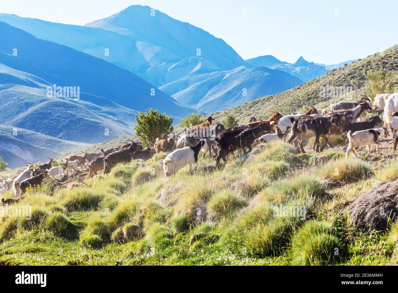 Goat heard hi-res stock photography and images - Alamy