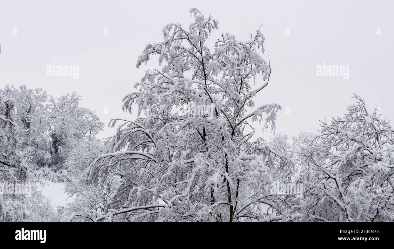 Super cool tree hi-res stock photography and images - Alamy