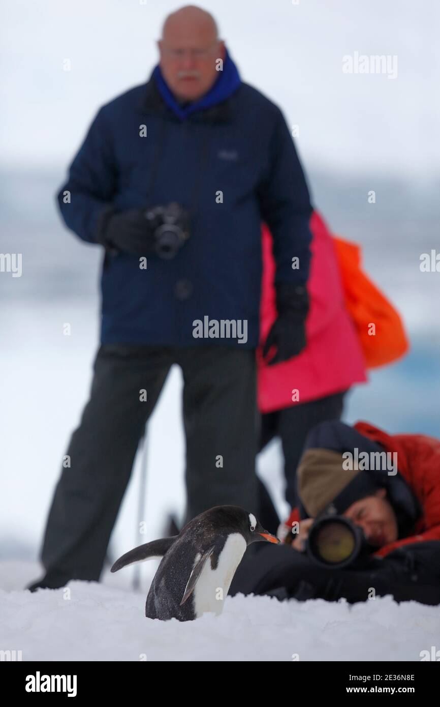 Vertical photograph of Antarctic Tourists ashore on Danco Island ...