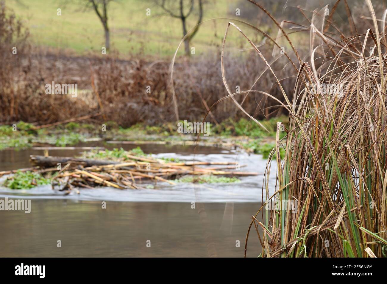 Wetlands weeds hi-res stock photography and images - Alamy
