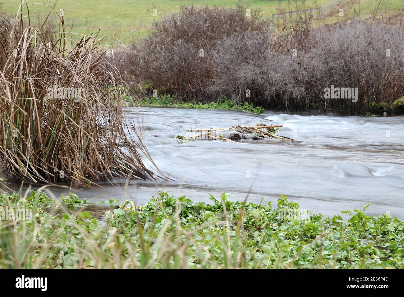 weeds in a river Stock Photo - Alamy