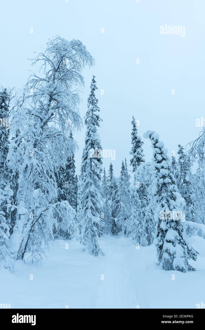 Walking path in the winter forest Stock Photo - Alamy